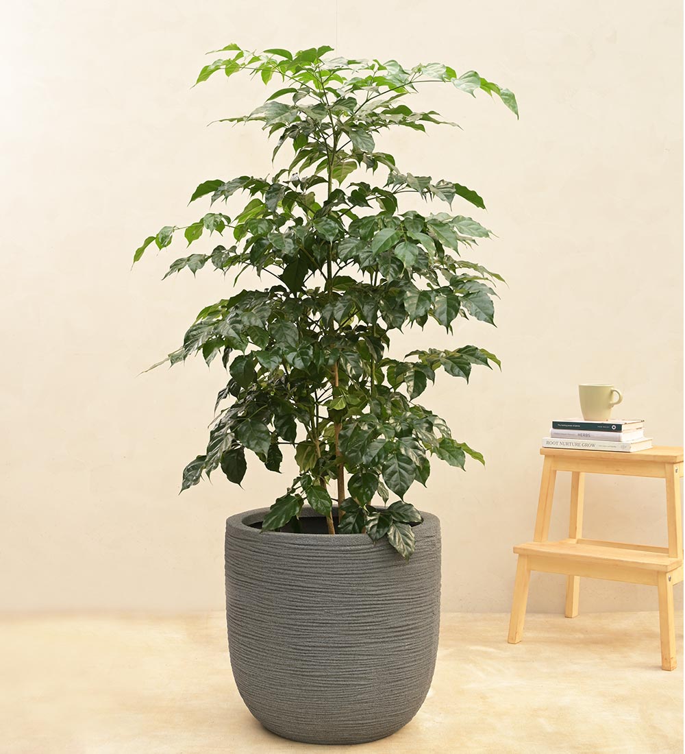 Rib Short Planter – Ugaoo