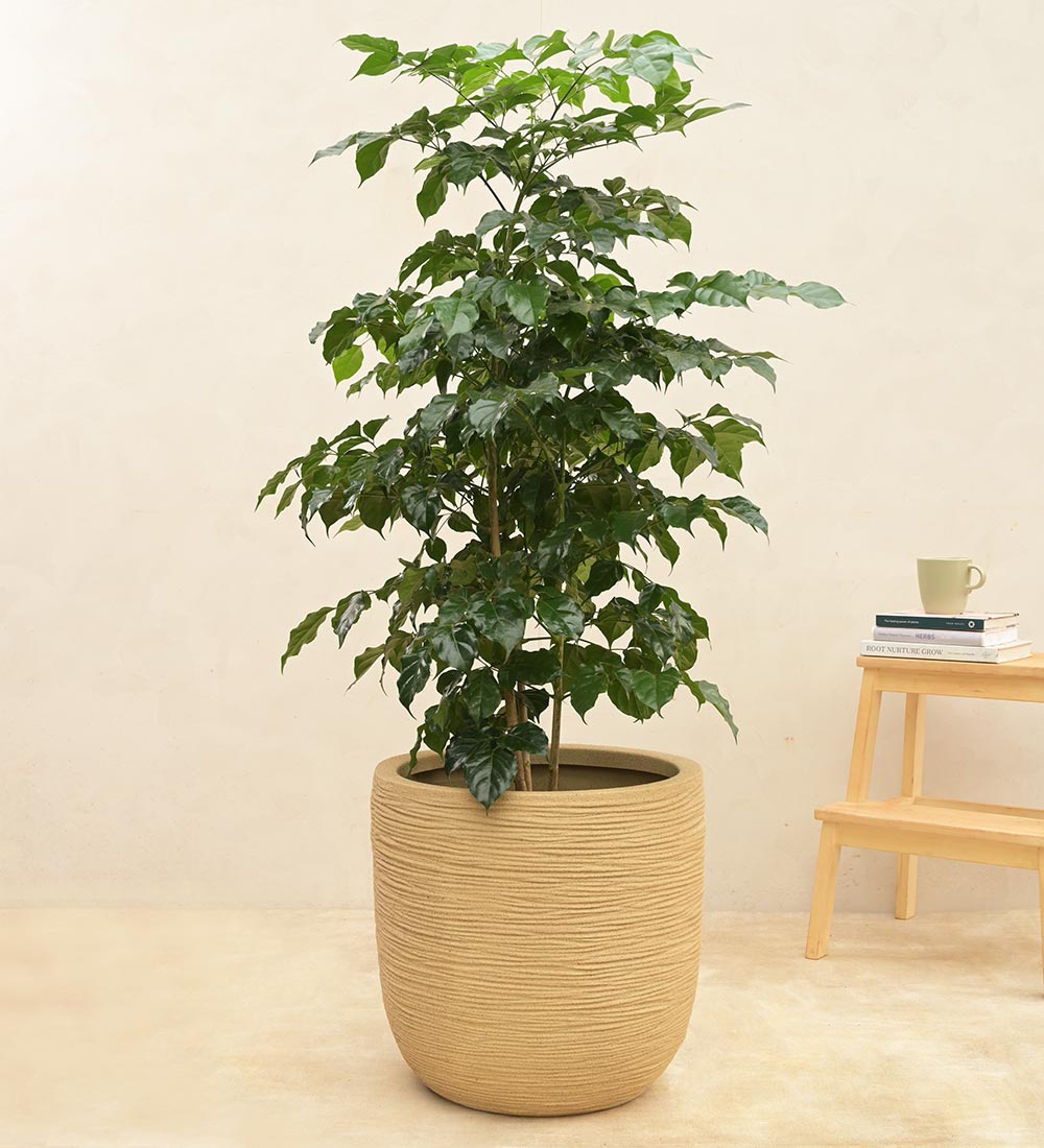 Rib Short Planter – Ugaoo