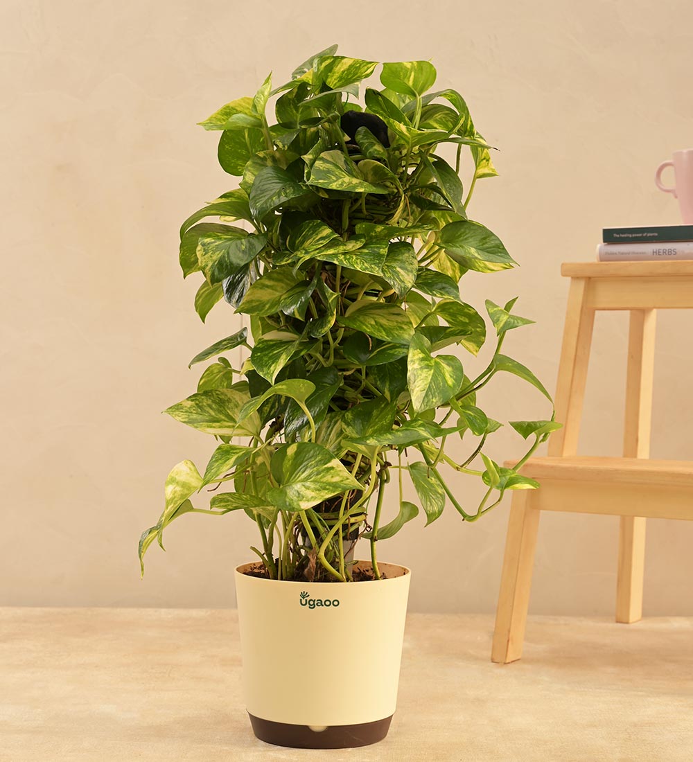 Money Plant Variegated with Moss Stick – Ugaoo