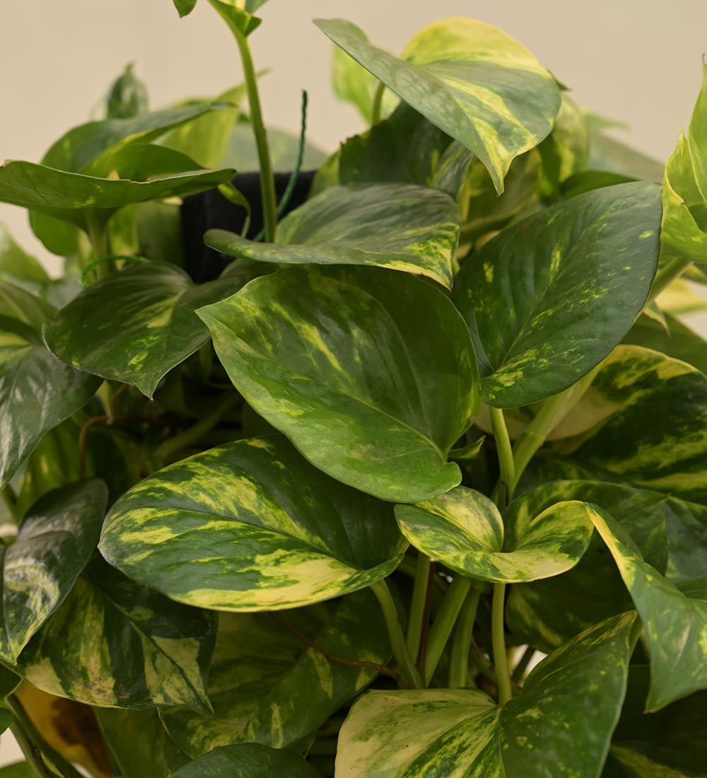 Money Plant Variegated with Moss Stick – Ugaoo