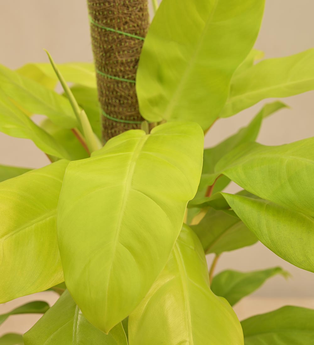 Philodendron Ceylon Golden Plant With Moss Stick – Ugaoo