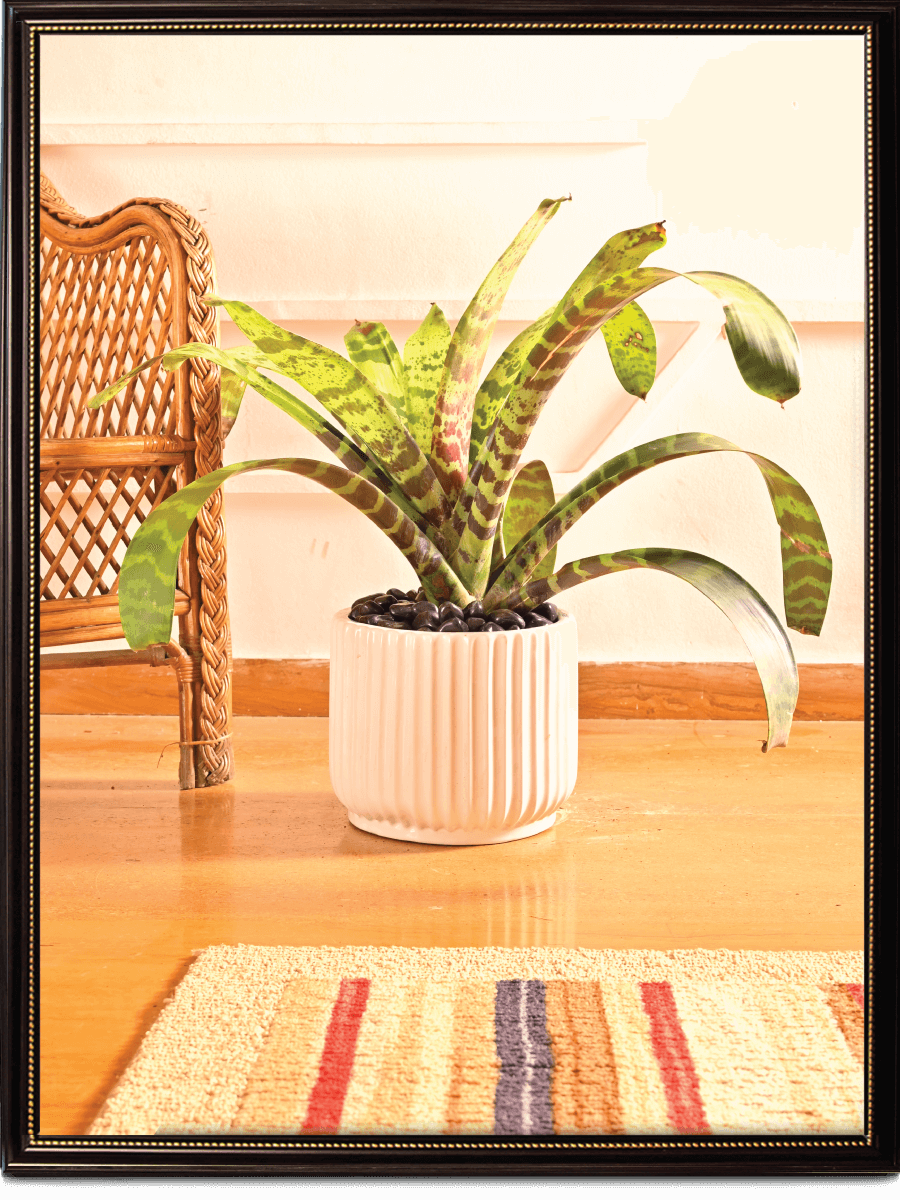 Phoenix Ceramic Pot (9.5 Inch Diameter)