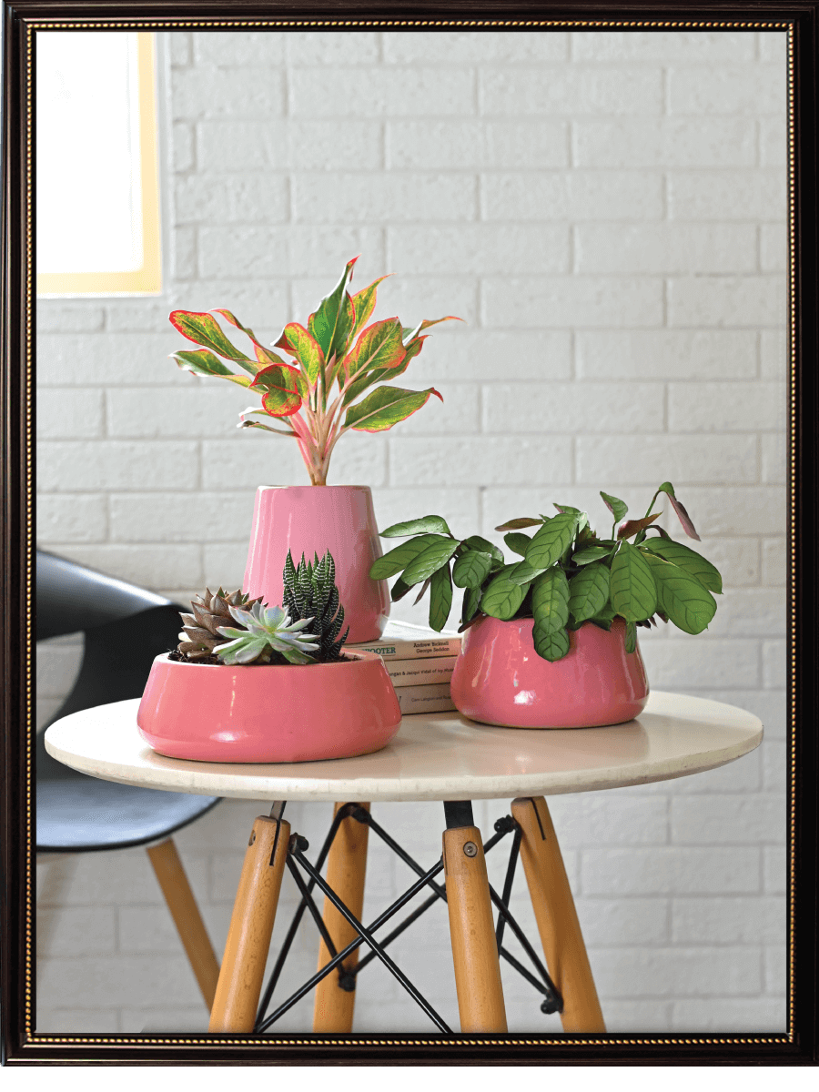Buy Stylish Ceramic Pots for Plants | Moisture Retention | Durable Elegance