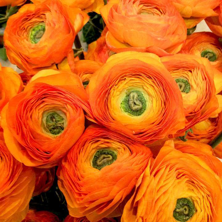 Ranunculus Orange Bulbs – Ugaoo