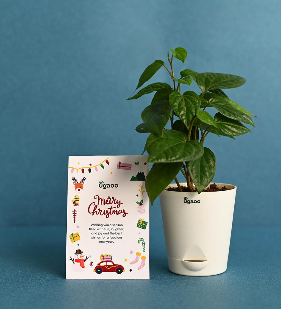 Welcome Kit for Employees :Experience Our Employee Joining Kit – Ugaoo