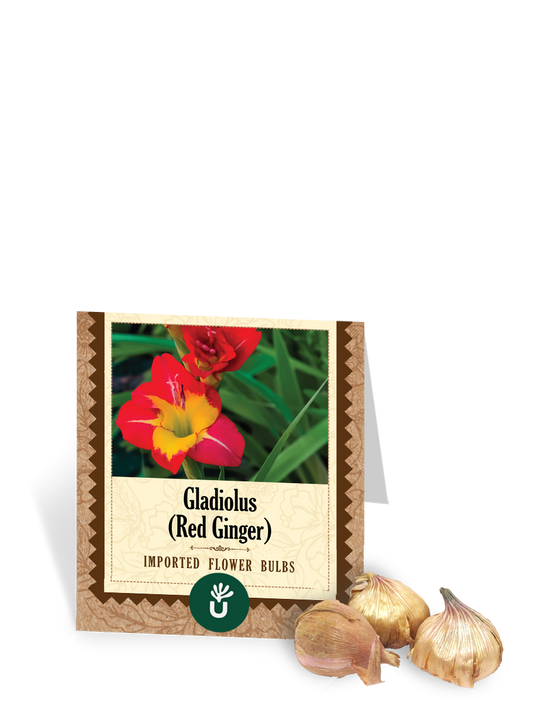 Red Ginger Gladiolus Bulbs – Ugaoo