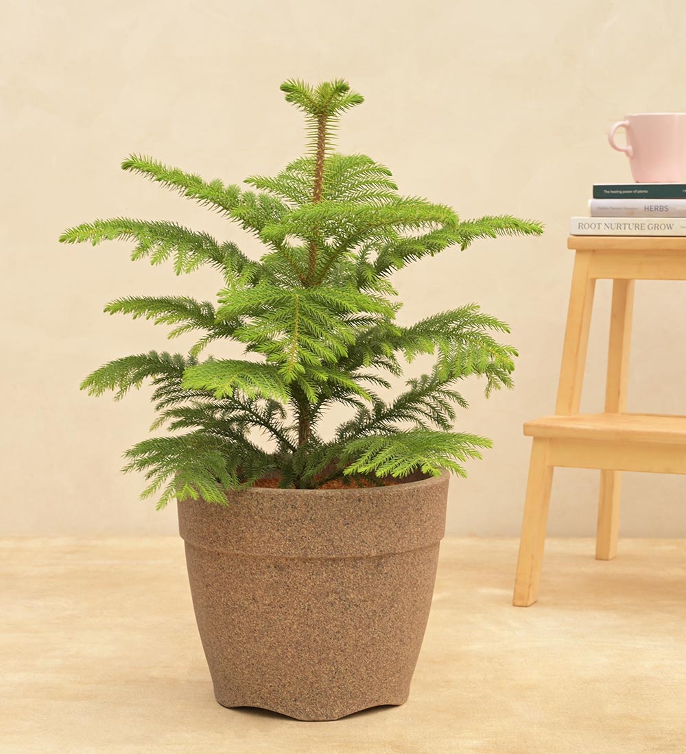 Barca Round Planter