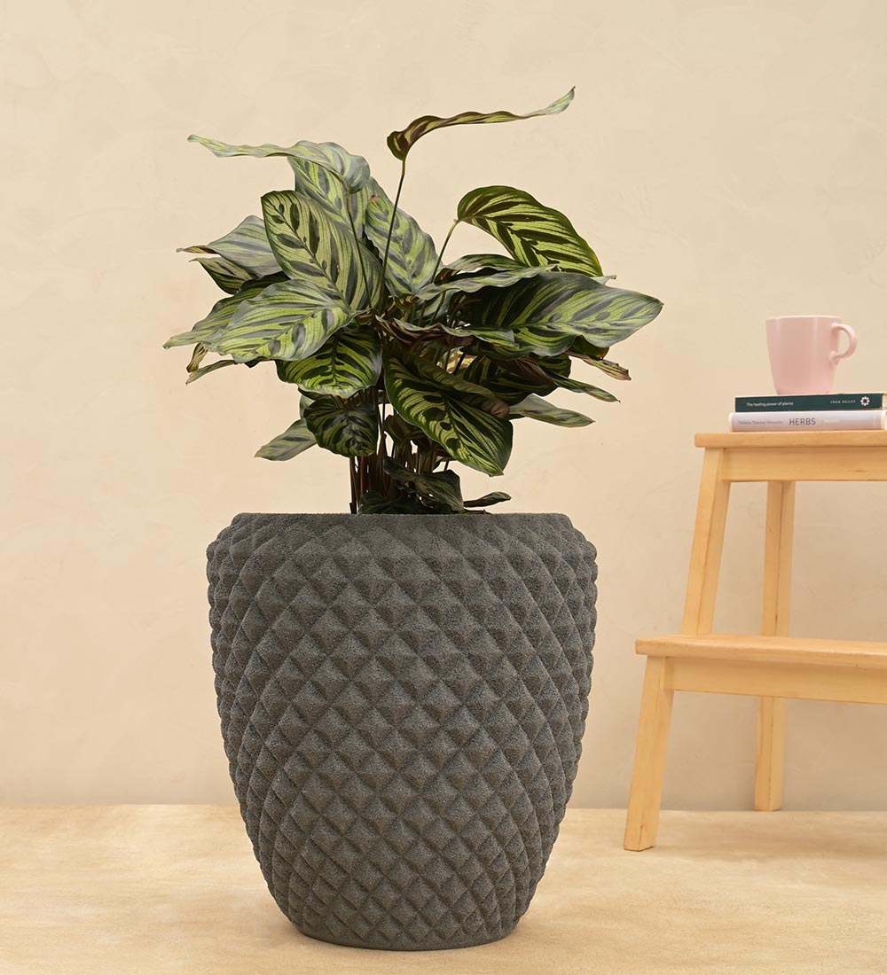 Diamond Low Planter – Ugaoo