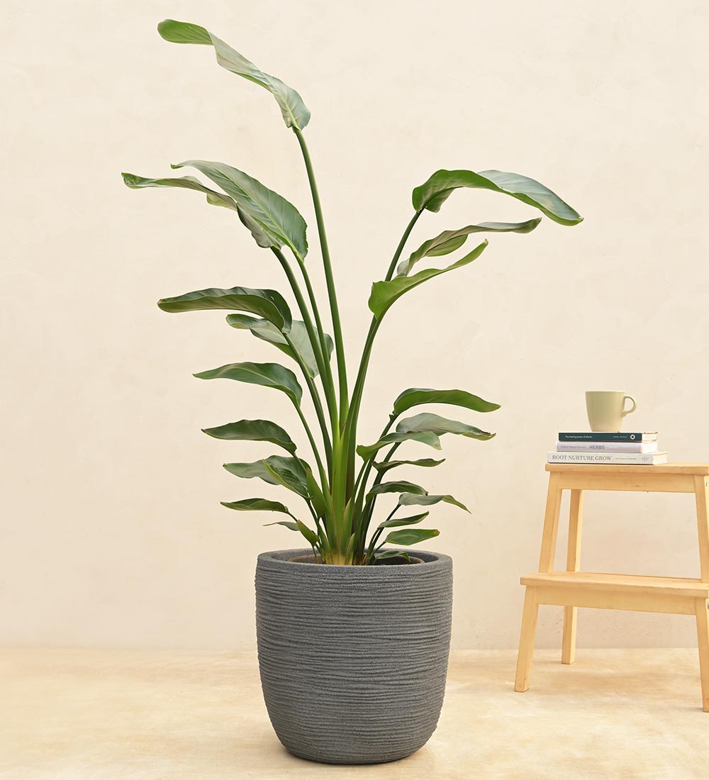 Rib Short Planter – Ugaoo