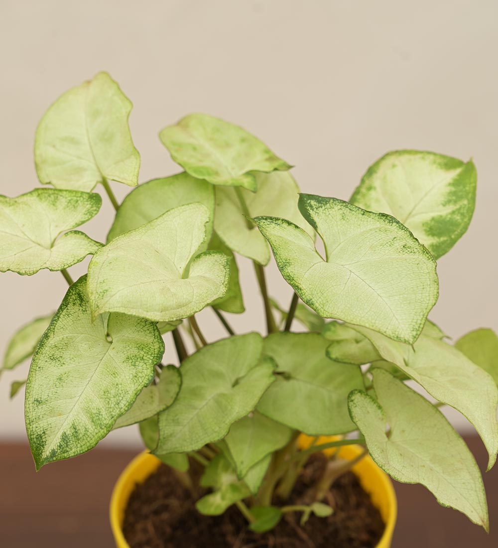 Buy Syngonium Pixie Plant | Perfect for Home and Office – Ugaoo