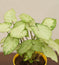 Buy Syngonium Pixie Plant | Perfect for Home and Office – Ugaoo