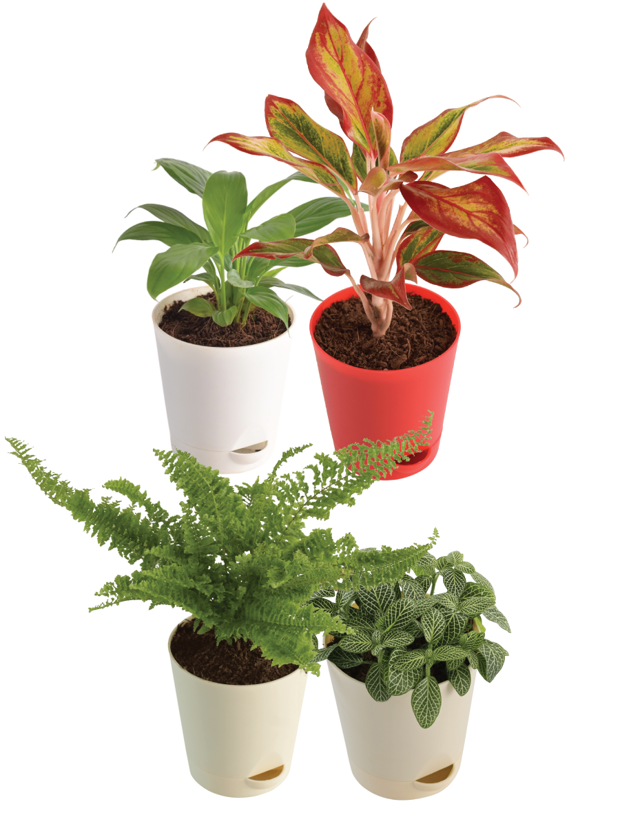 All Plant Bundles - Buy Online at Best Price | Ugaoo