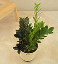 Zamia Green and Zamia Black Plant Bouquet – Ugaoo
